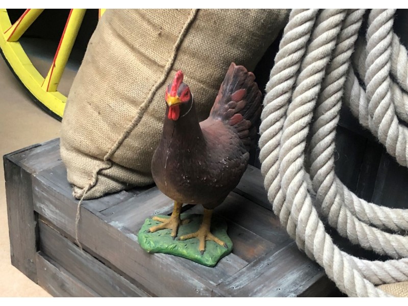 Location d'une poule pour décor à thème, Ferme, Campagne en Bretagne..