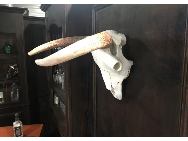 Naos location loue crâne longues cornes pour décor à thème Far West.